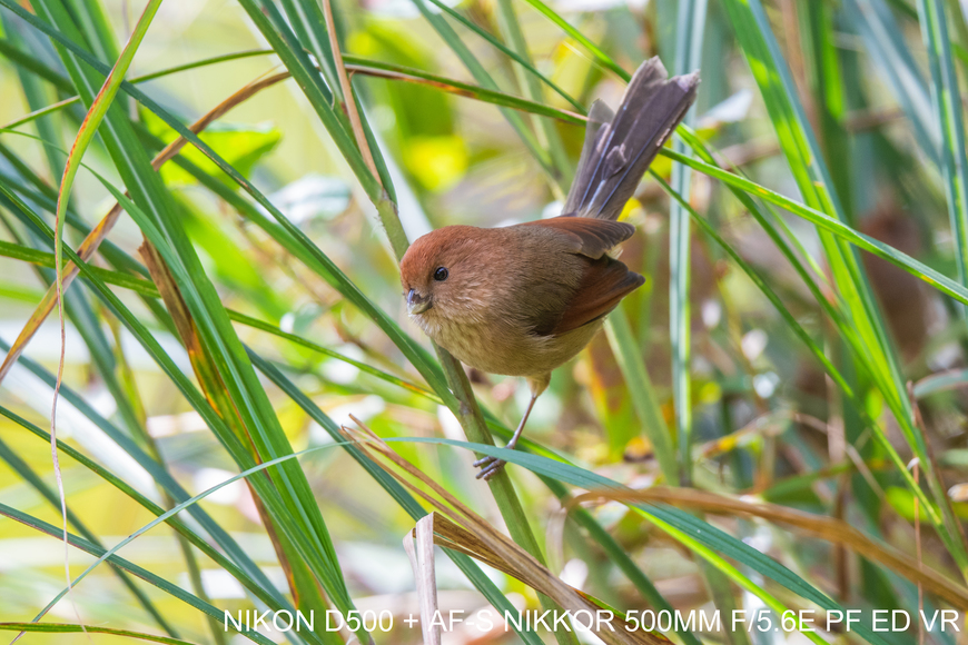 拍鳥輕裝新選擇 - AF-S NIKKOR 500MM F/5.6E PF ED VR ;Nikon AF-S NIKKOR 500MM F ...